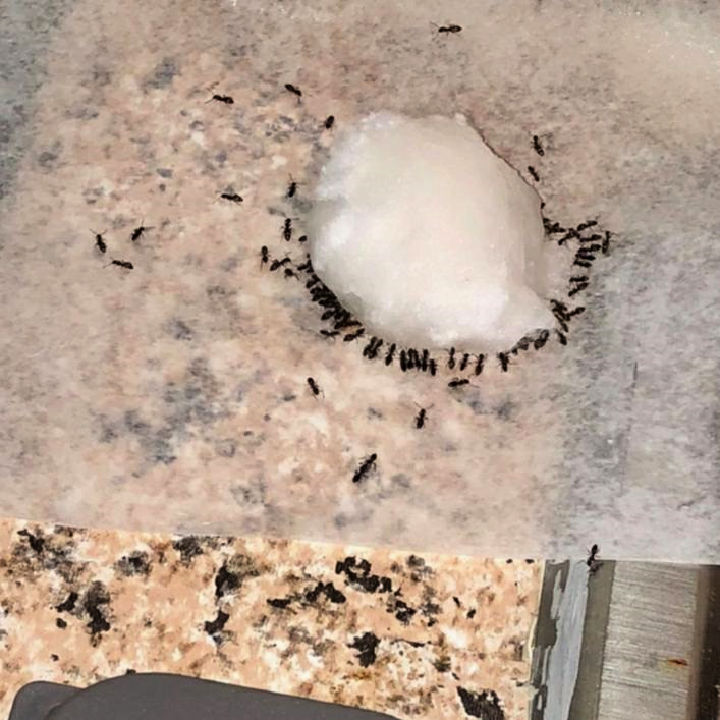 Homemade DIY Ant Killer - Blitsy