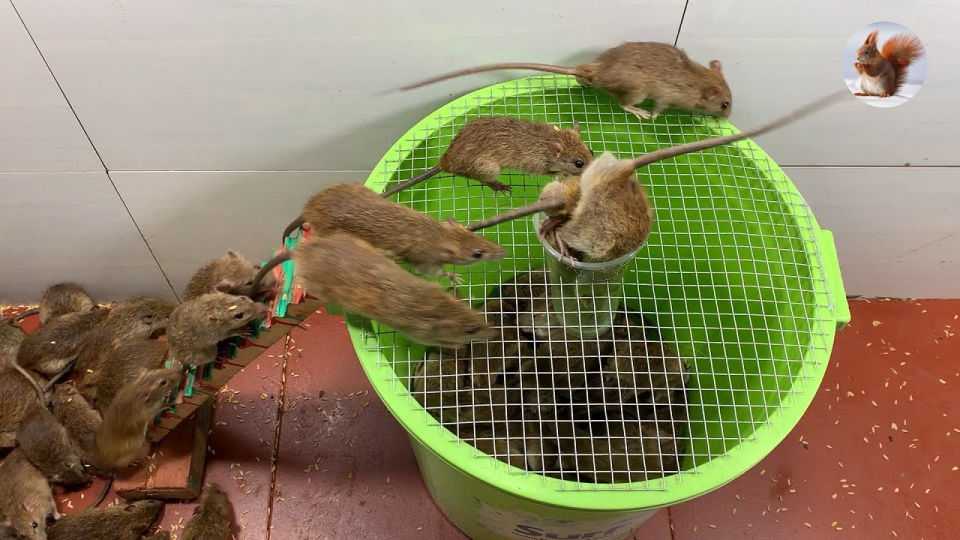 Homemade DIY Mouse Trap - Blitsy