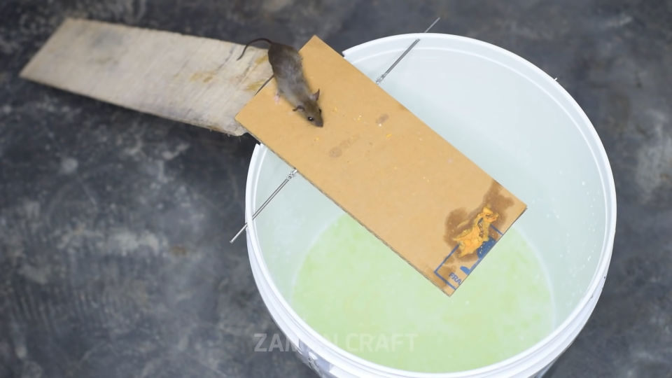 Homemade DIY Mouse Trap - Blitsy