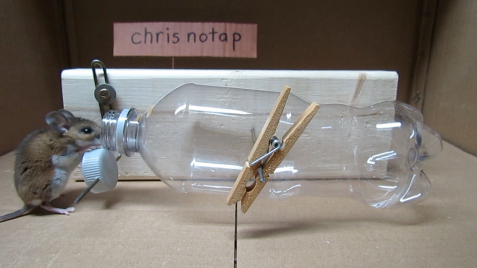Homemade DIY Mouse Trap - Blitsy