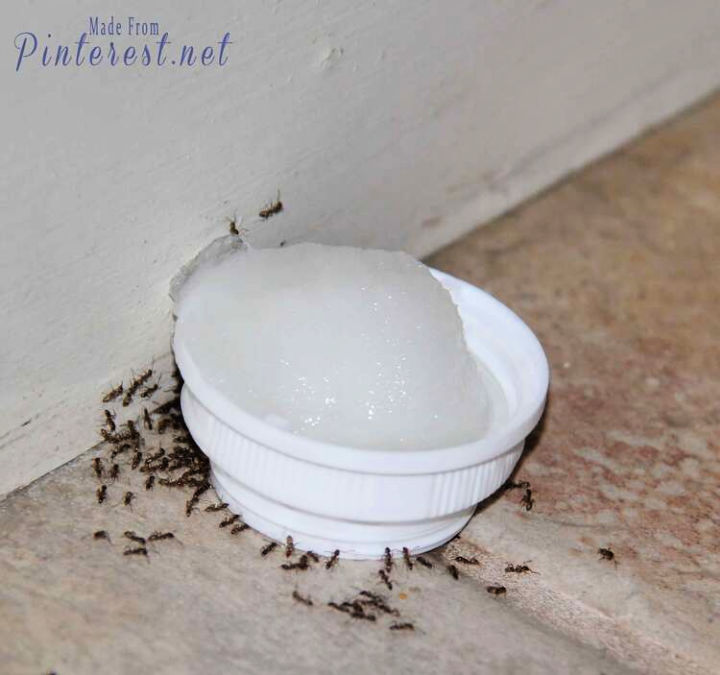Homemade DIY Ant Killer - Blitsy