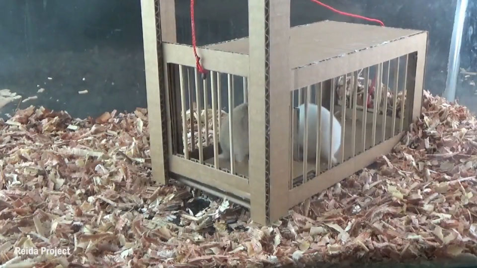 Homemade DIY Mouse Trap - Blitsy