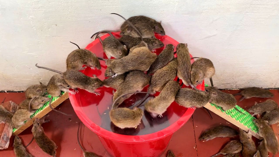 Homemade DIY Mouse Trap - Blitsy