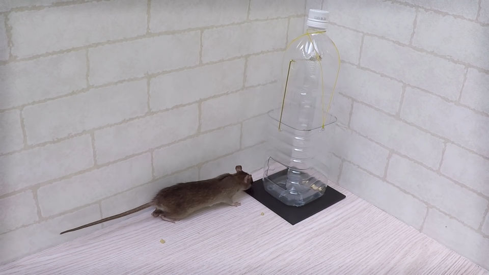 Homemade DIY Mouse Trap - Blitsy