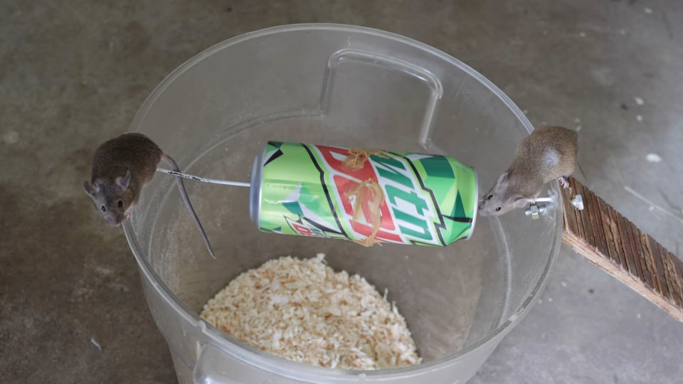 Homemade DIY Mouse Trap - Blitsy