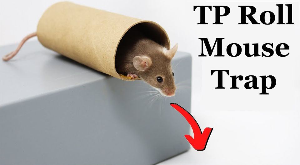 Homemade DIY Mouse Trap - Blitsy
