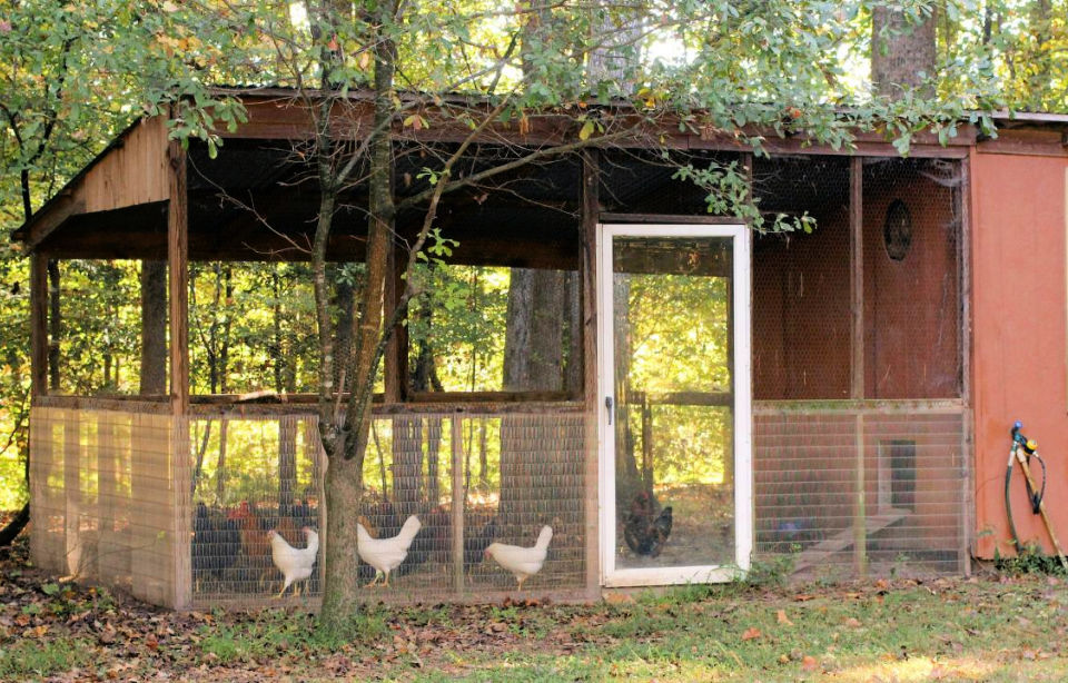 DIY Chicken Run Plans to Build - Blitsy
