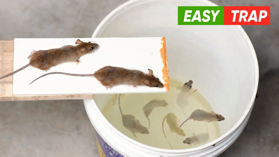 Homemade Diy Mouse Trap Blitsy