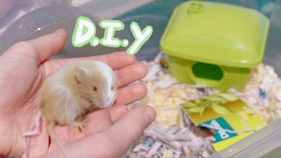 DIY Rat Cage - Step by Step Guide - Blitsy