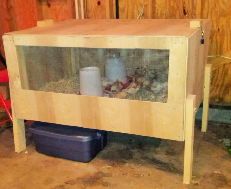 DIY Chick Brooder to Keep Your Chicks Healthy and Happy - Blitsy