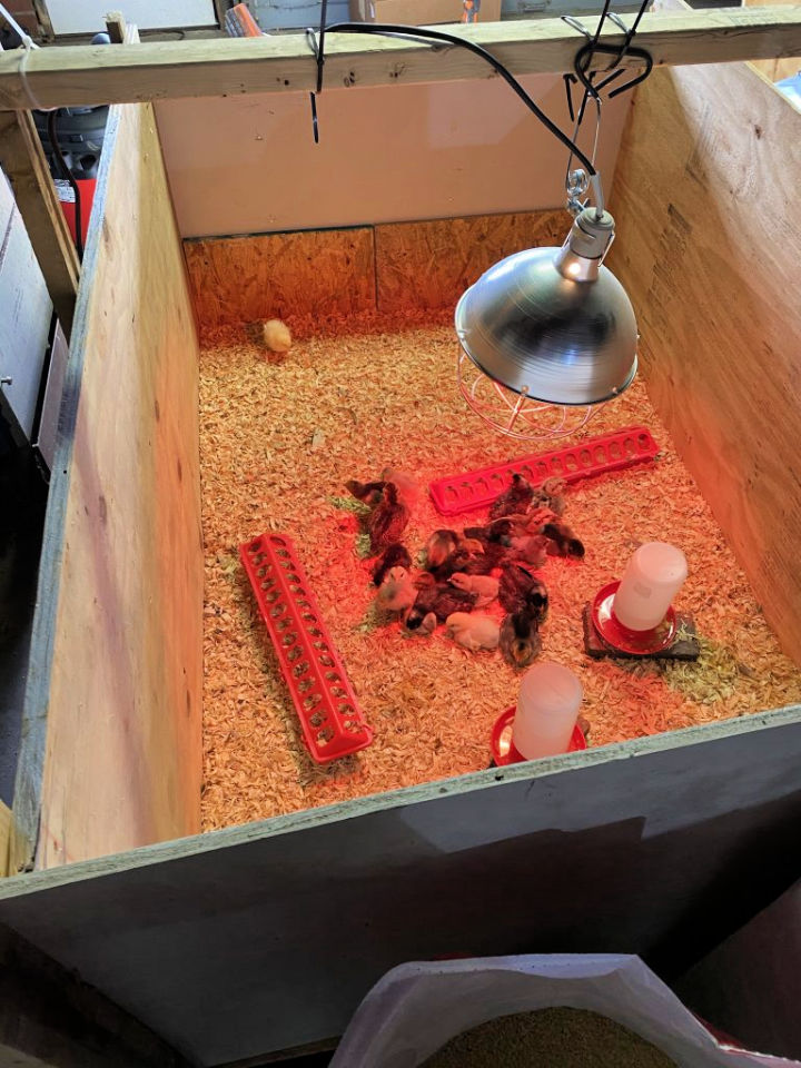 DIY Chick Brooder to Keep Your Chicks Healthy and Happy - Blitsy