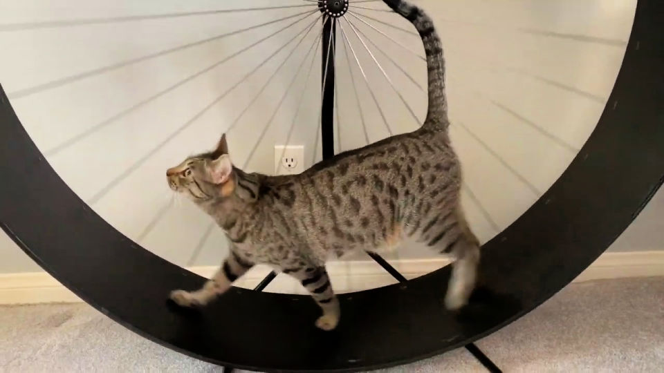 DIY Cat Wheel for Your Feline Friend - Blitsy