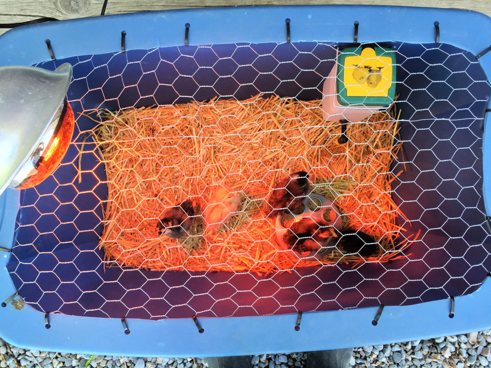 Diy Chick Brooder To Keep Your Chicks Healthy And Happy Blitsy