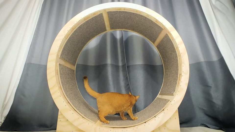 DIY Cat Wheel for Your Feline Friend - Blitsy