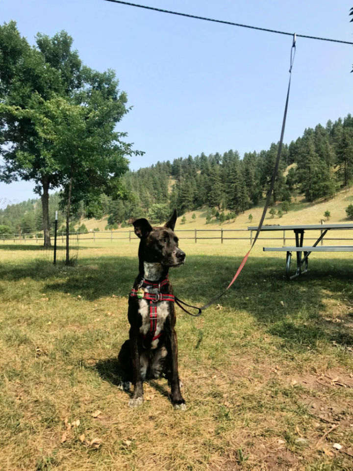 DIY Zipline With Step by Step Instructions - Blitsy