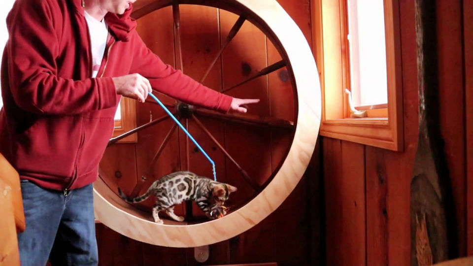 DIY Cat Wheel for Your Feline Friend - Blitsy