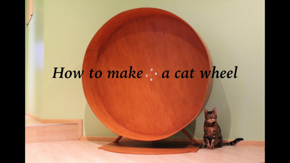 DIY Cat Wheel for Your Feline Friend - Blitsy