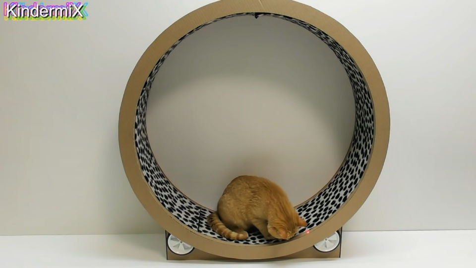DIY Cat Wheel for Your Feline Friend - Blitsy