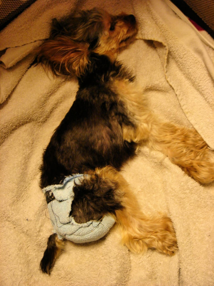 DIY Dog Diaper to Keep Your Furry Friend Comfortable - Blitsy