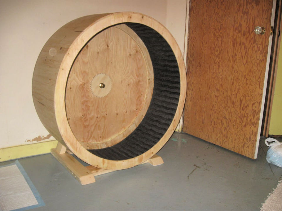 DIY Cat Wheel for Your Feline Friend - Blitsy