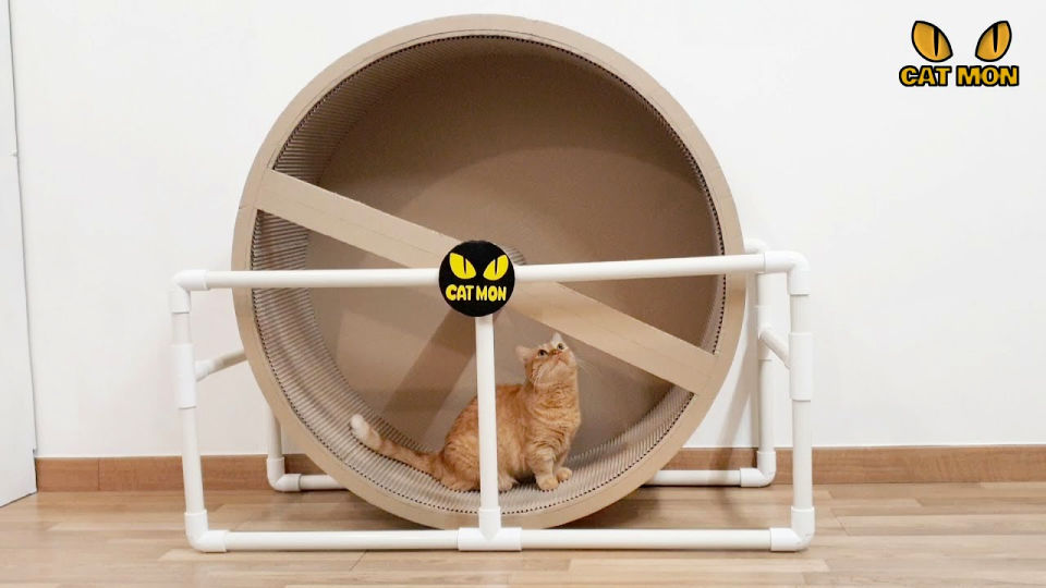 DIY Cat Wheel for Your Feline Friend - Blitsy