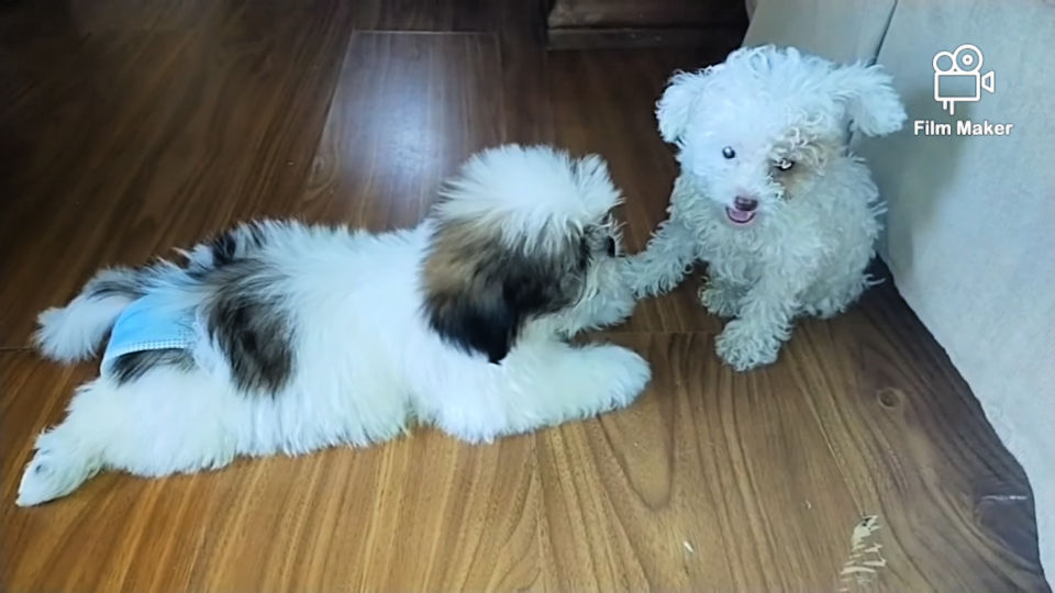 DIY Dog Diaper to Keep Your Furry Friend Comfortable - Blitsy