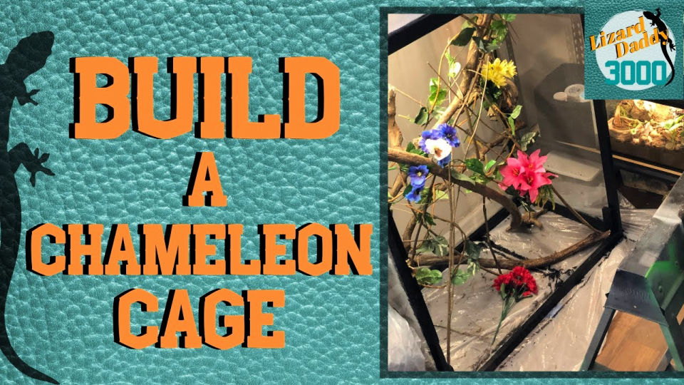 DIY Chameleon Cage - Step by Step Guide - Blitsy