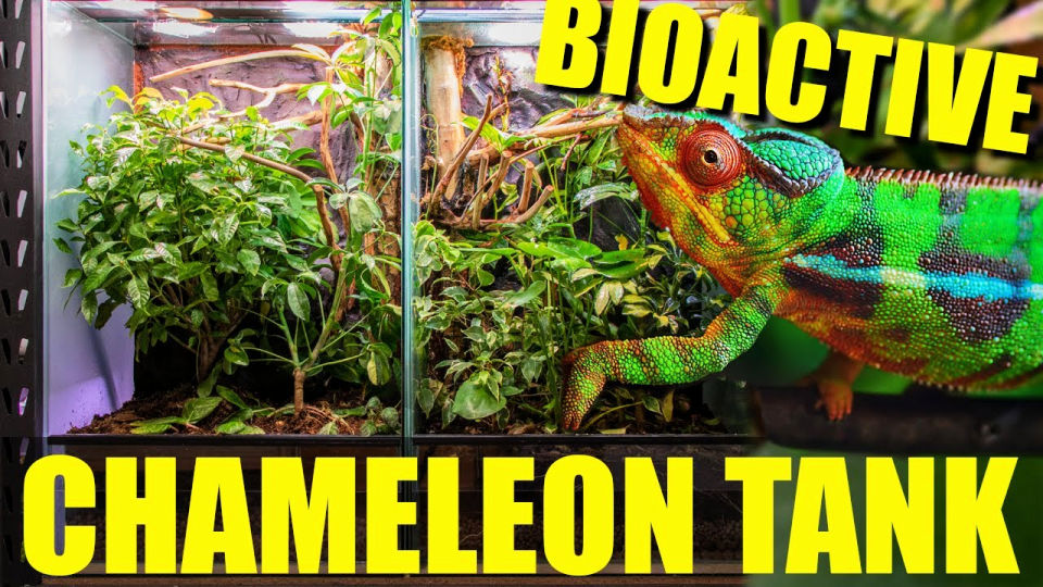 DIY Chameleon Cage - Step by Step Guide - Blitsy
