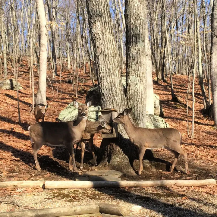 20 Homemade DIY Deer Feeder Ideas - Blitsy