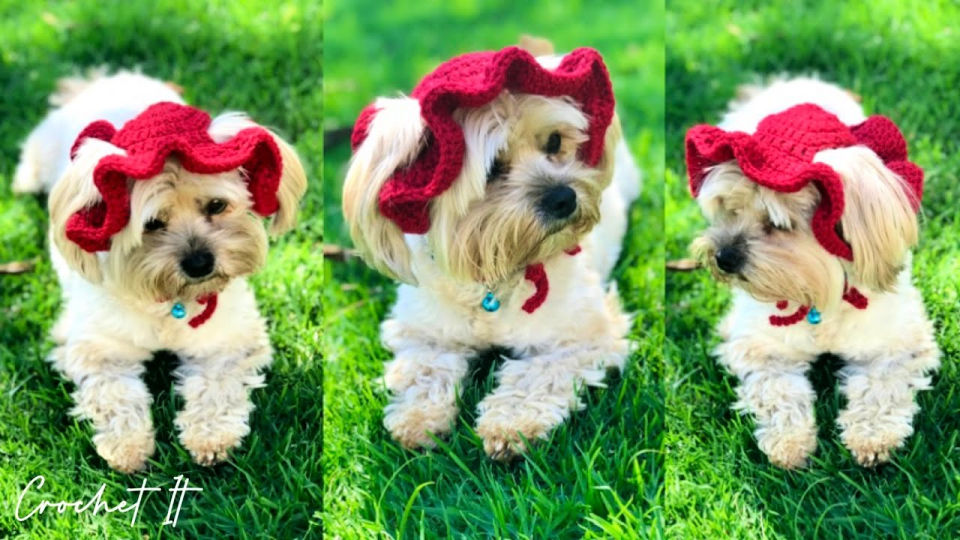 20 Free Crochet Dog Hat Patterns (Detailed Pattern) - Blitsy