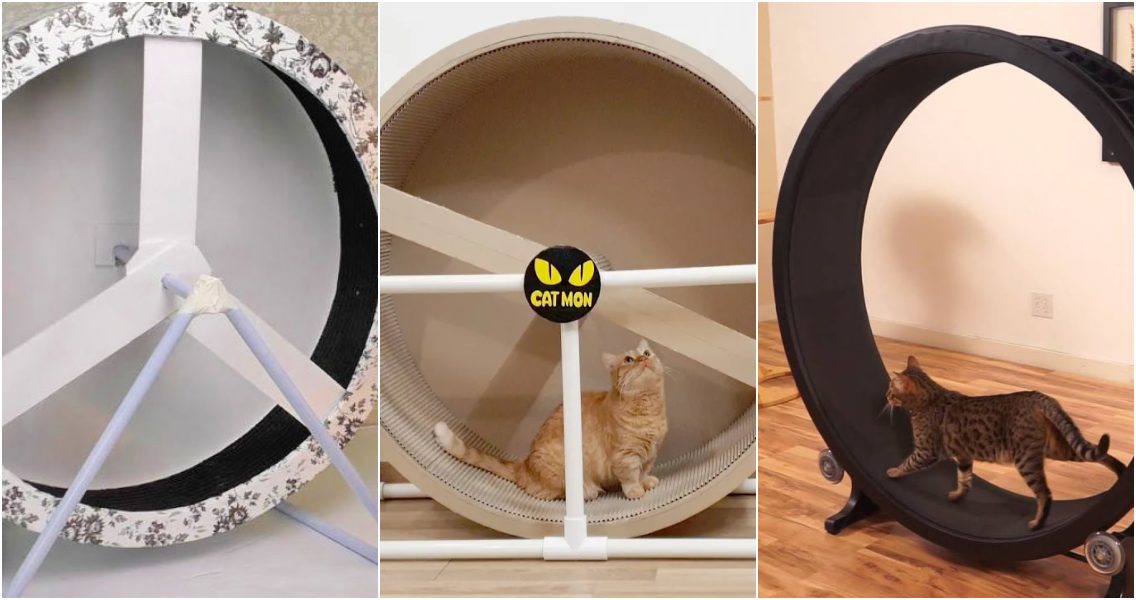 DIY Cat Wheel for Your Feline Friend - Blitsy