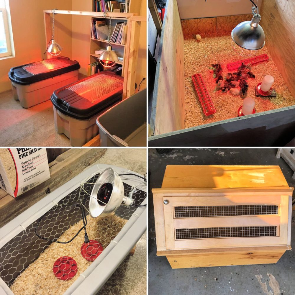 DIY Chick Brooder to Keep Your Chicks Healthy and Happy - Blitsy