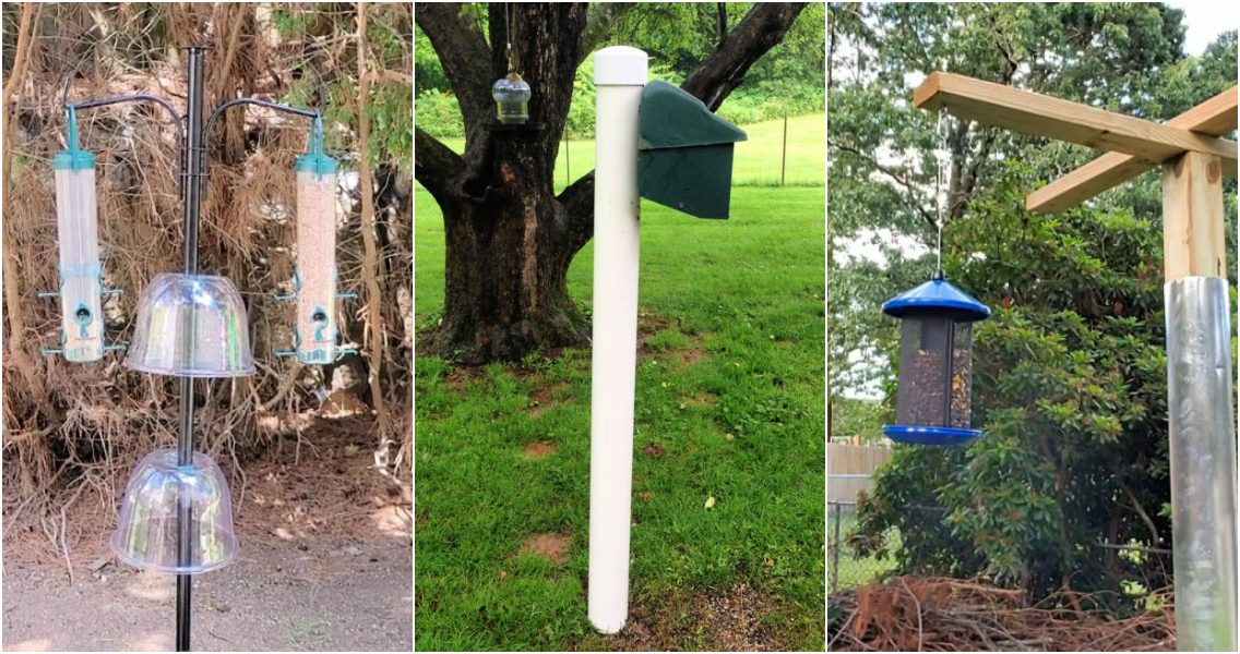 DIY Squirrel Baffle - Step by Step Guide - Blitsy