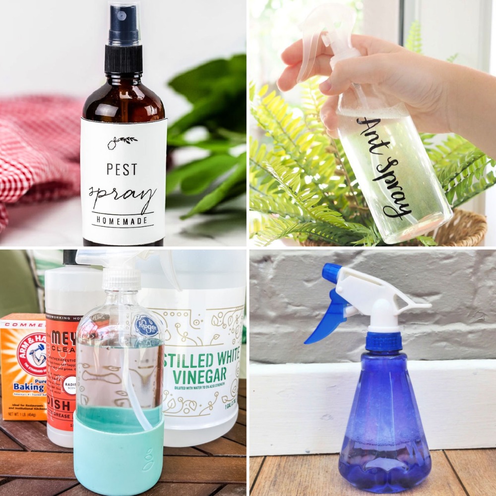 Homemade DIY Ant Killer - Blitsy