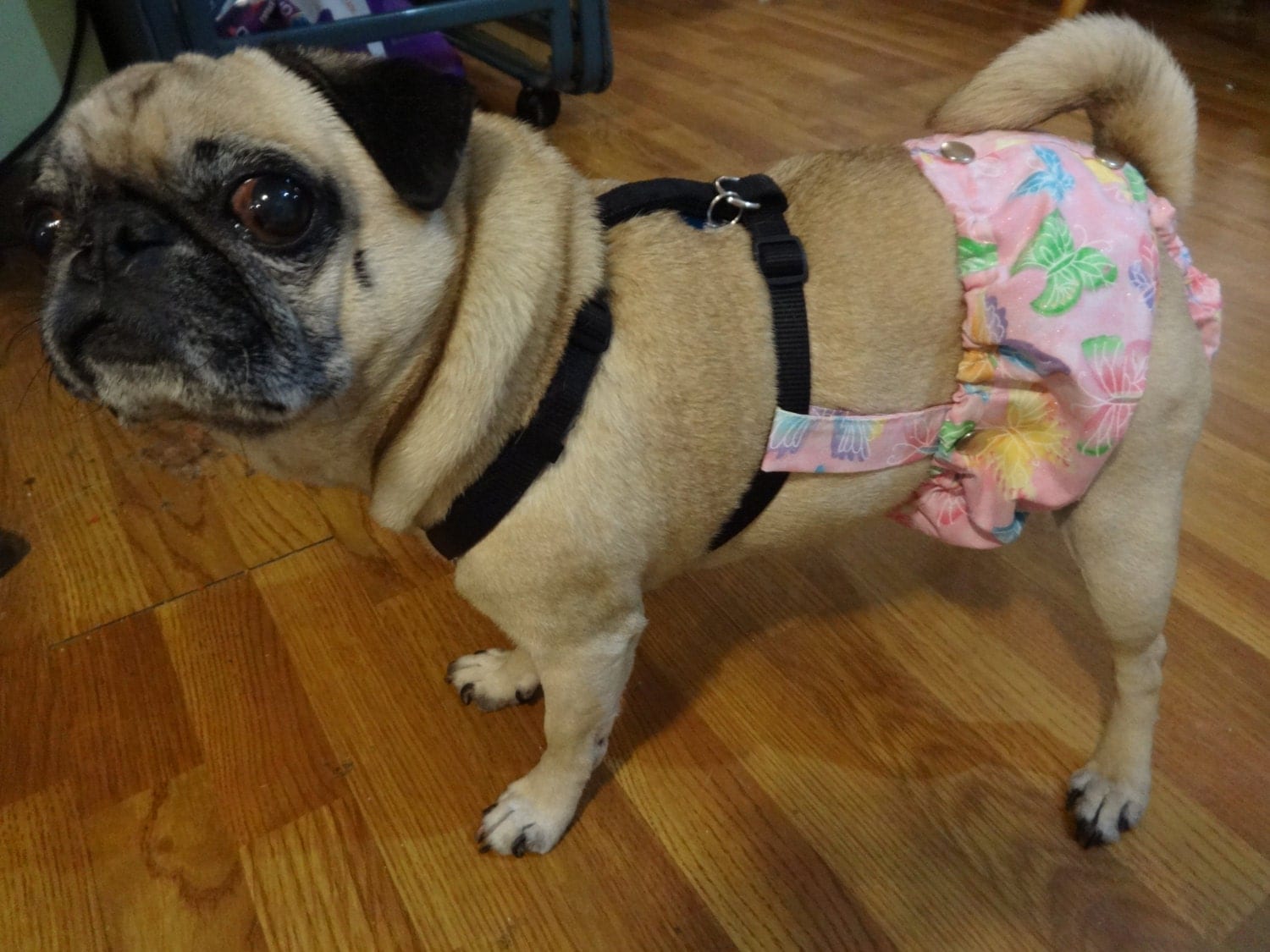 DIY Dog Diaper to Keep Your Furry Friend Comfortable - Blitsy