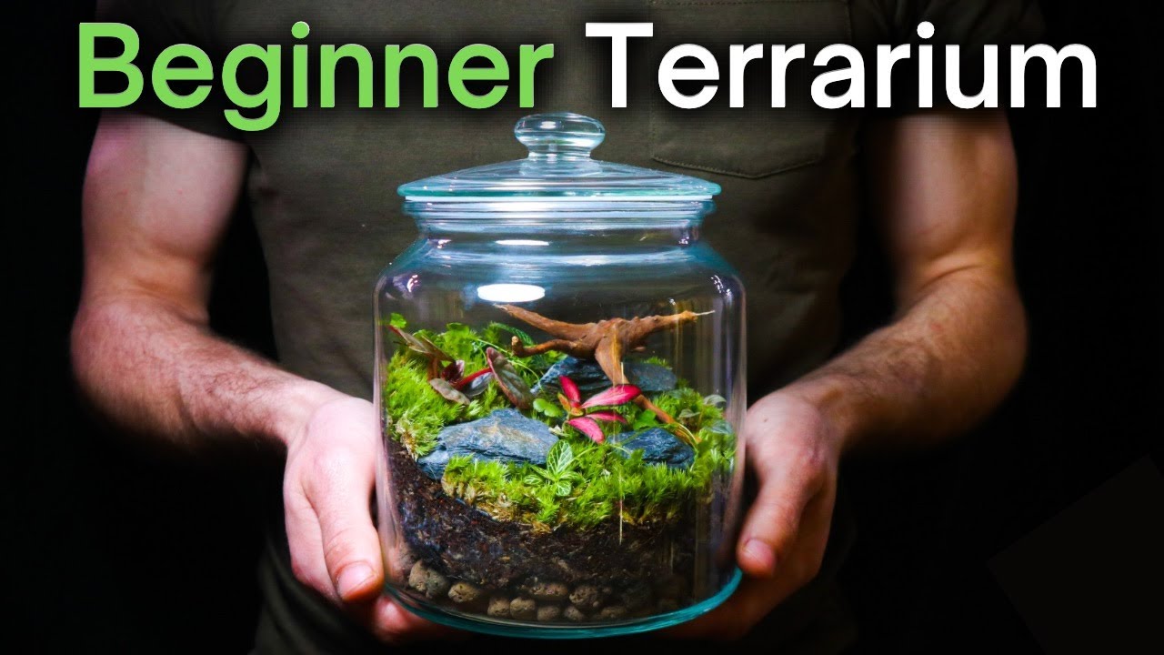 How to Make a Terrarium - Step by Step Guide - Blitsy