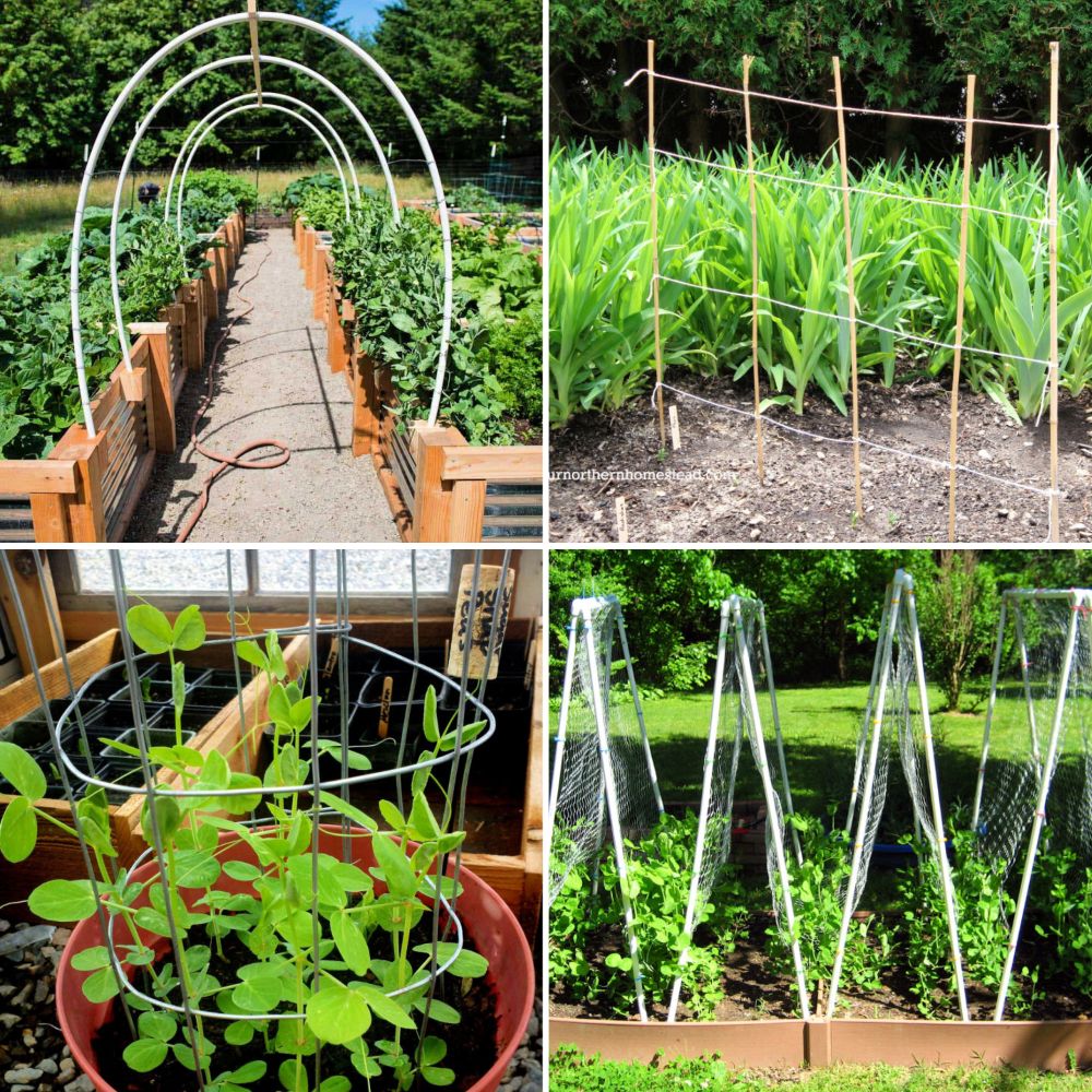 DIY Pea Trellis: 20 Ideas to Support Peas - Blitsy